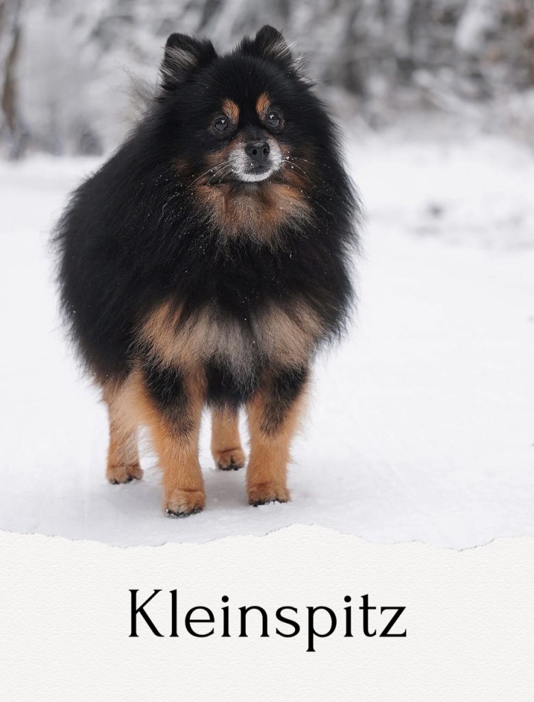 Spitz - Spitz & Pawtners e.V.