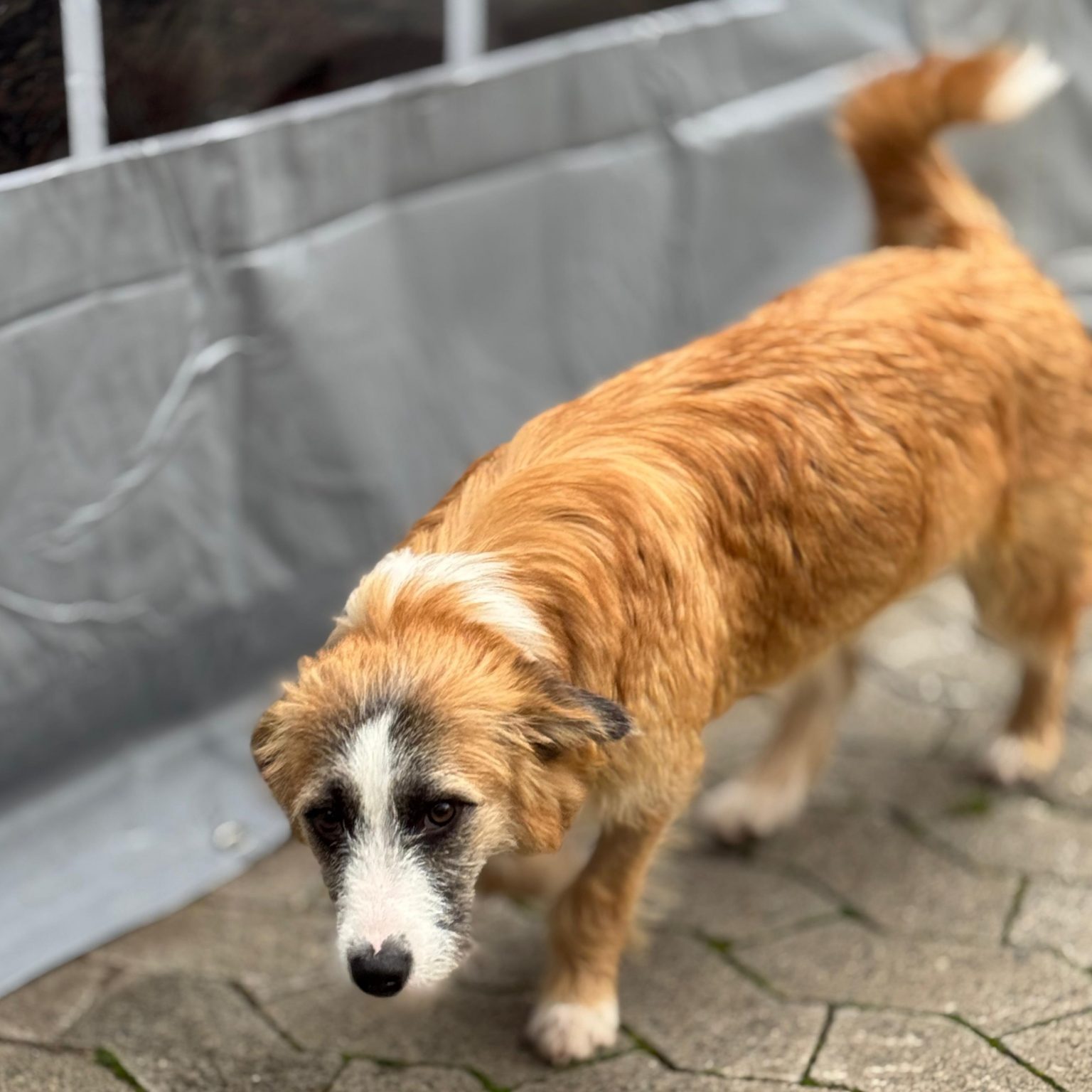 Hunde Auf Pflegestelle In Deutschland